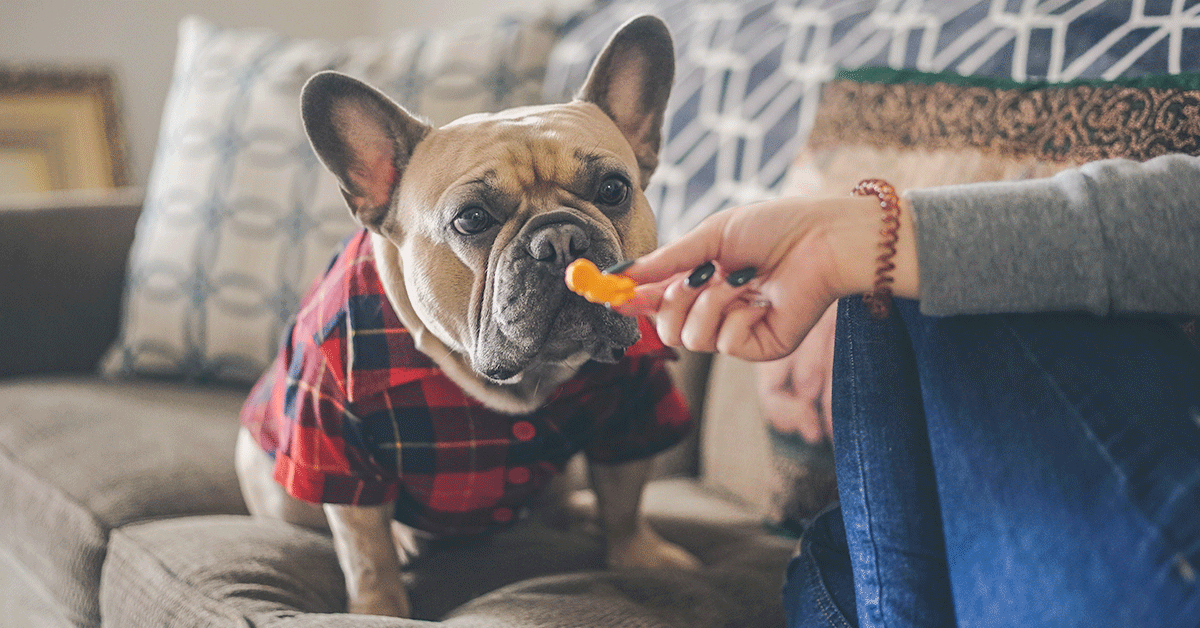 How do dogs recognize their owners?